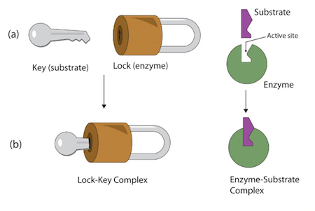 Custom Enzymes for Wastewater Treatment | Wastewater Digest