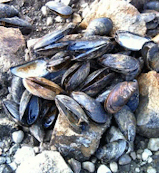 Southern California Increases Efforts to Control Quagga Mussels in ...