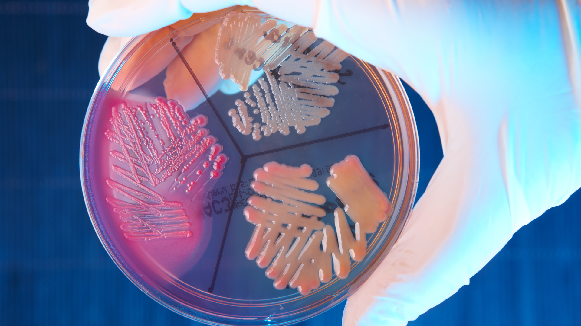 Microbial predators can affect wastewater bacteria with changing ...